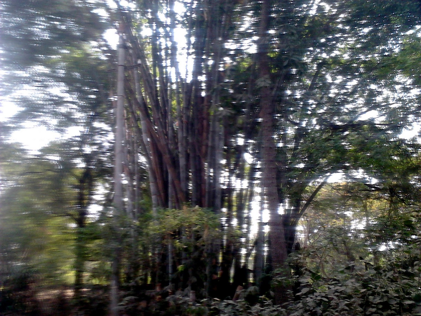 Garden Care Simplified: Original Bamboo Trees