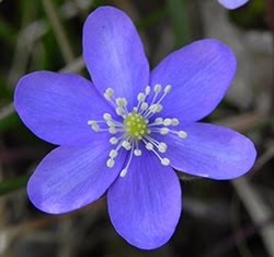 CURIOSIDADES CIENTÍFICAS : Simetría floral