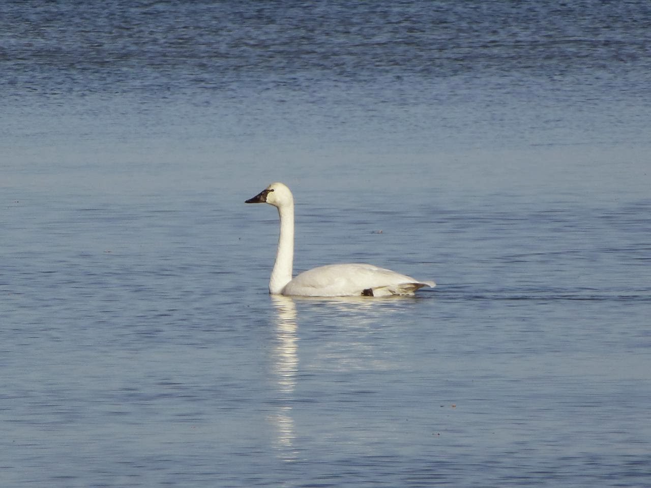 A View from the Beach: Swans and Teeth at the Beach