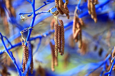 Hey, Lady Grey: Beautiful Blue Trees... popping up everywhere!