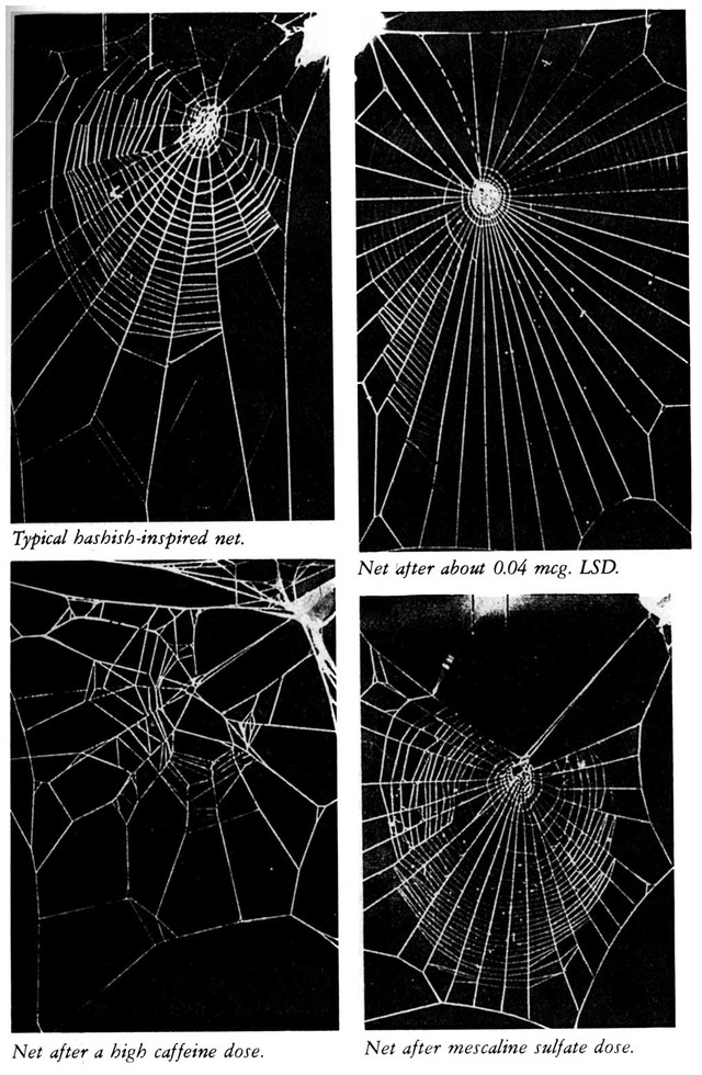 The Bohemian Budgie: Spiders on LSD