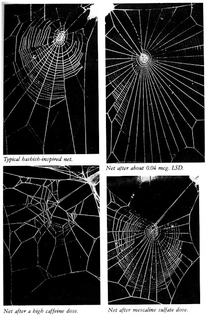 The Bohemian Budgie: Spiders on LSD