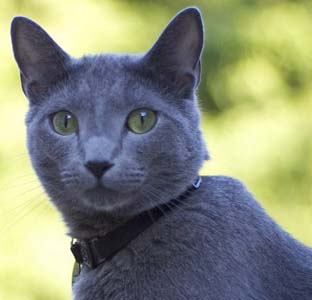 Gato azul Ruso, el aristócrata | Z Razas de Gatos