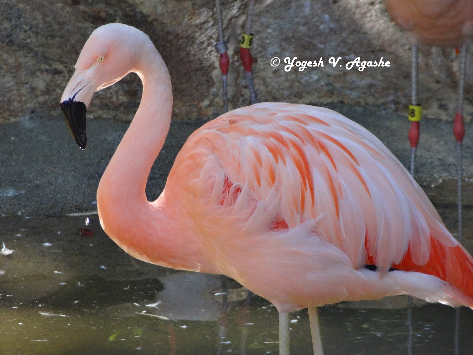 Yogesh V. Agashe Travel Photography: Zoo Atlanta - Birds