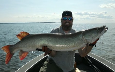 International Fishing News: CANADA: a 50 inch muski hooked boatside in ...