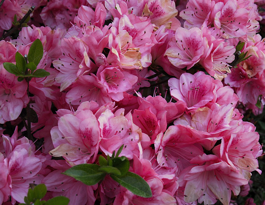 Ferida's Backyard: Azaleas are Blooming Now