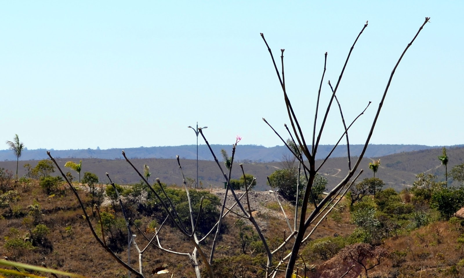 Bode com Farinha - Psicologias do Cotidiano: Meu pé de ipê, ainda sem flor.