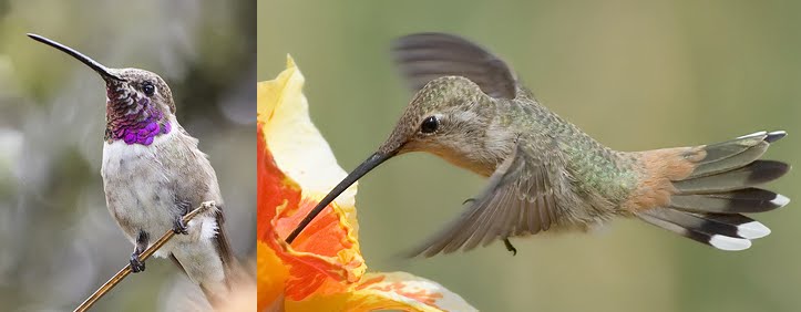 Picaflores: Especies de Picaflores de Chile