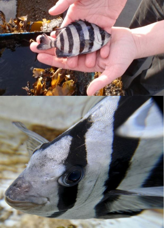 Grants Pass Oregon Aquarium & Pond: Tsunami Fish, Striped Beakfish in ...