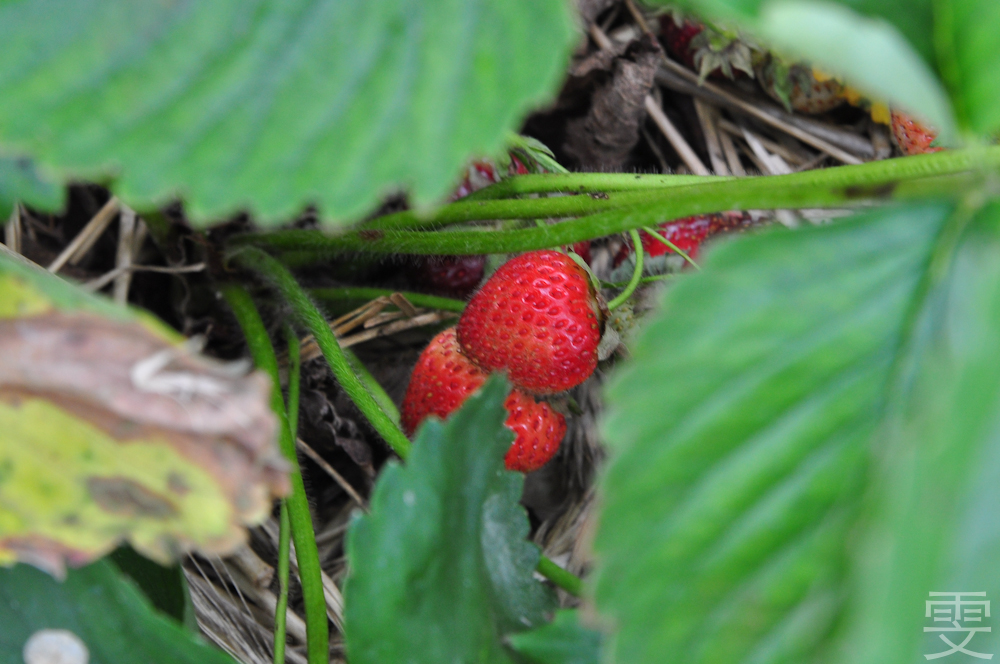 Happy Cloud Moments: ~ Strawberry Picking at Butler's Orchard