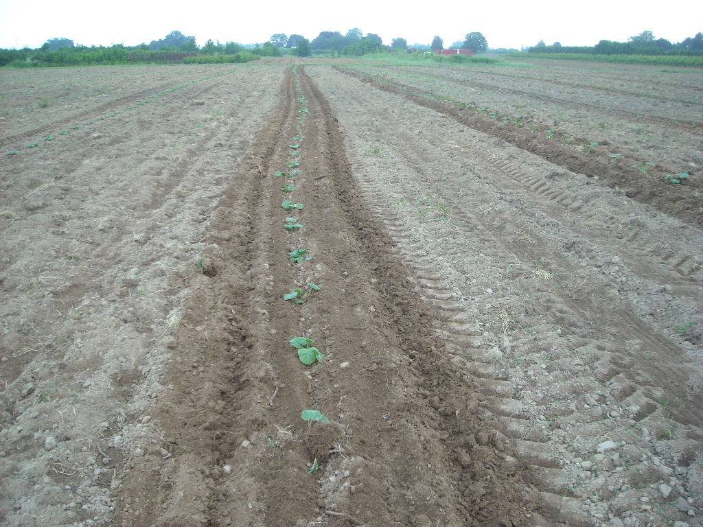 Thiessen Farms: The straight & narrow