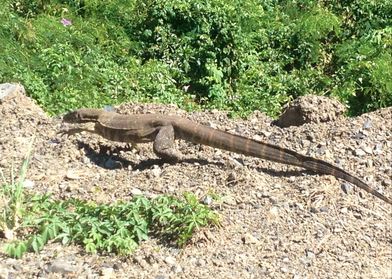 Garden Route Road Trip: Silaka nature reserve