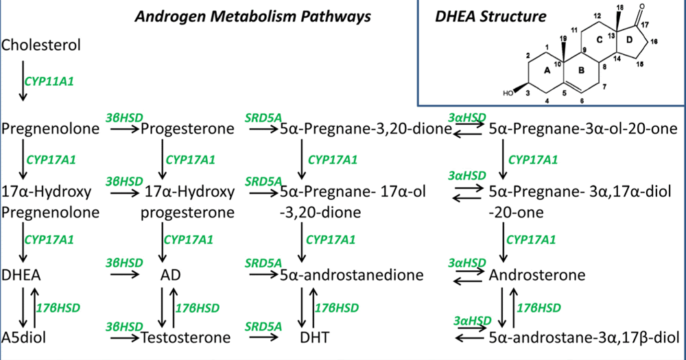 Michael Scally Md Mostly Androgens Pathways Of Androgen Metabolism