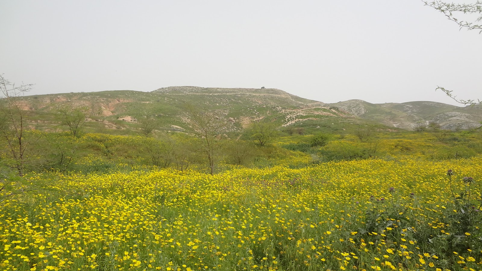 Amman Spring: My Semester in Jordan