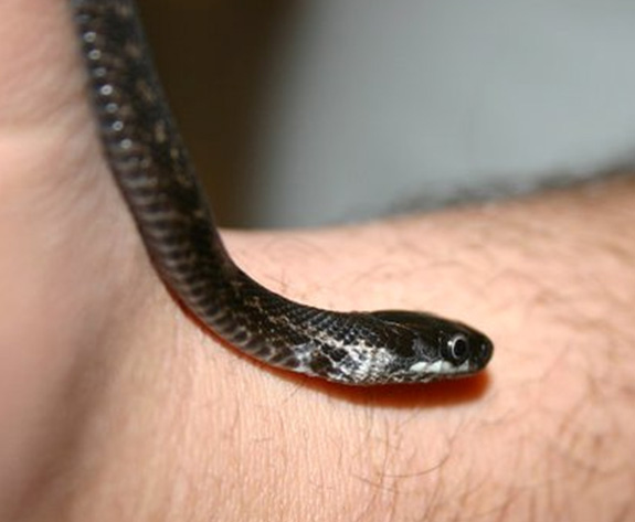 Zamenis persica - Persian Rat Snake