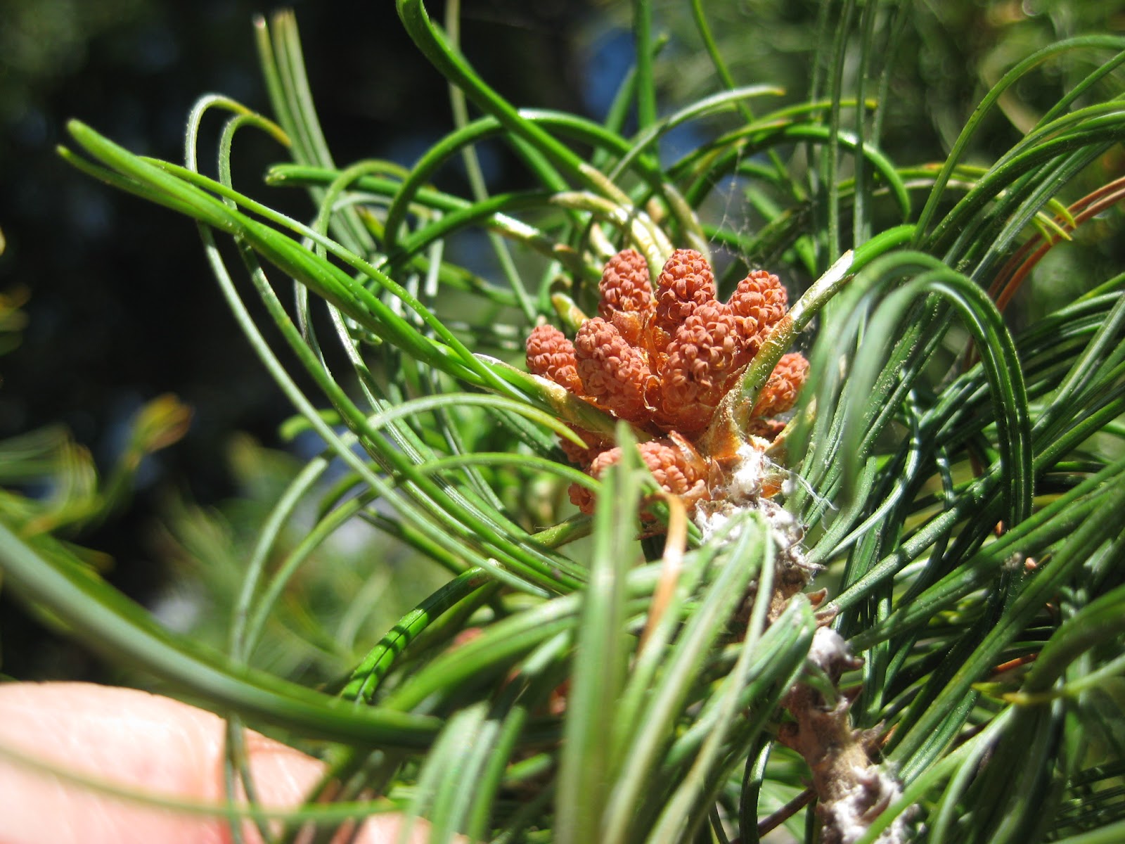Trees of Santa Cruz County: Pinus strobus 'Tortuosa' - Contorted ...