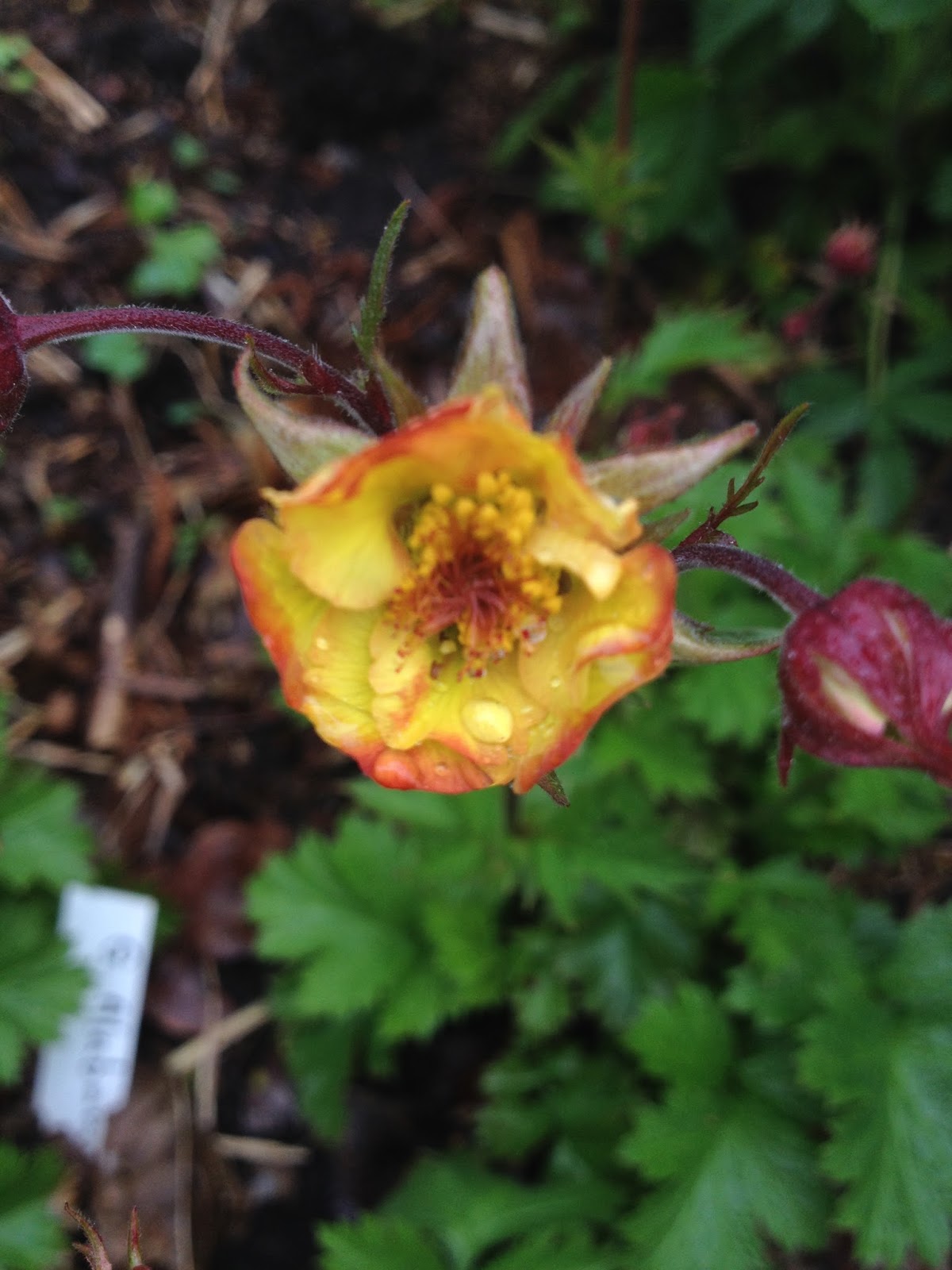 Blomstertøsens Have: Geum