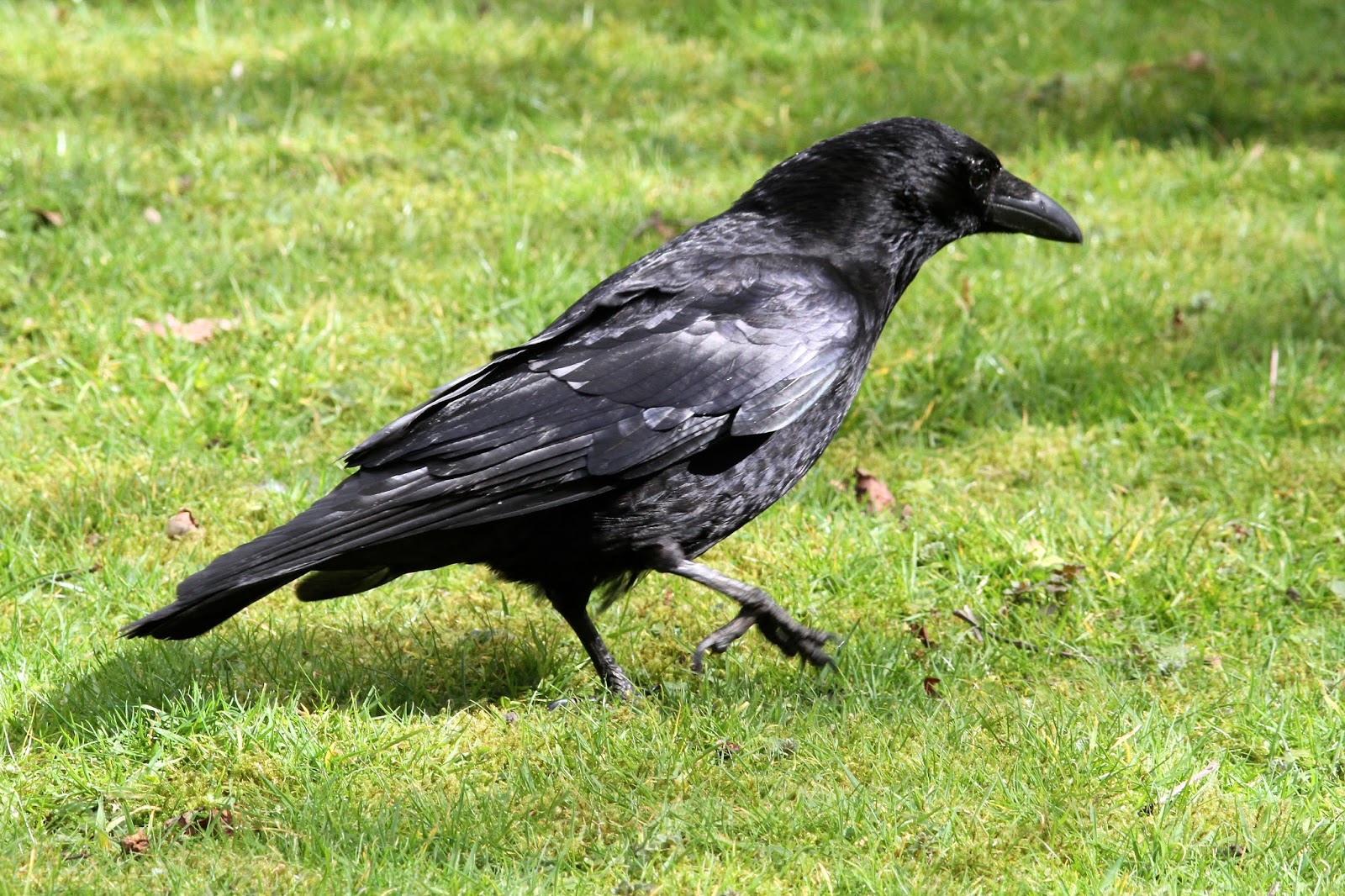 TrogTrogBlog: Bird of the week - Carrion crow