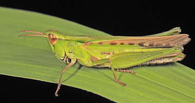 BunyipCo: April 2013