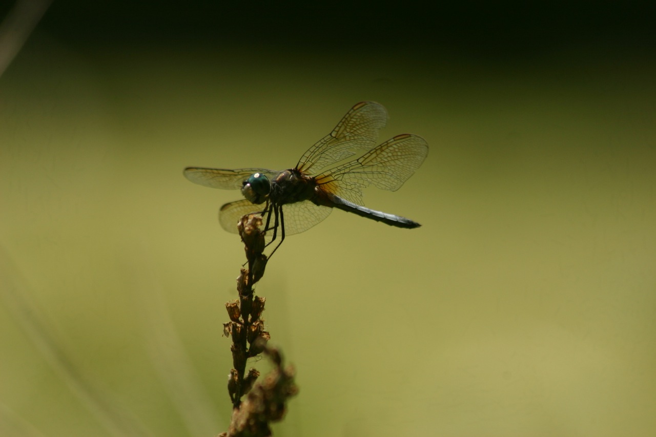 Kalamazoo Seasons: Dragonfly