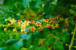 The Levona Spice - Midreshet B'erot Bat Ayin