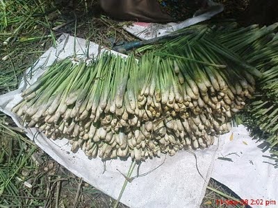 Panduan Menanam Serai ~ Anjung Laman