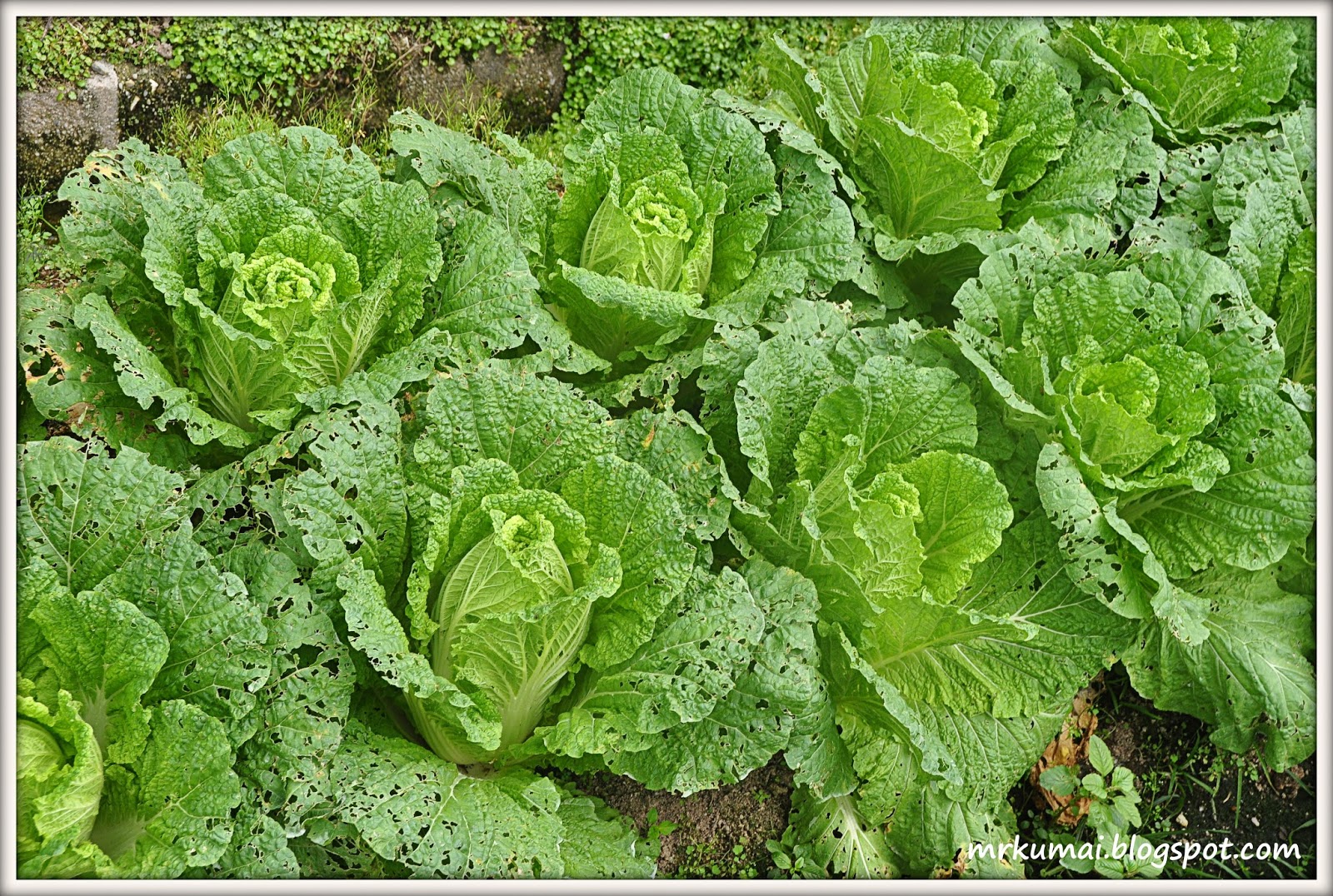 mrkumai.blogspot.com: Kebun Kubis Bunga di Cameron Highlands