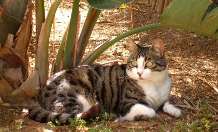 Cyprus Cat | Cute Cats