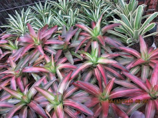 Konsep 39+ Bunga Bromelia