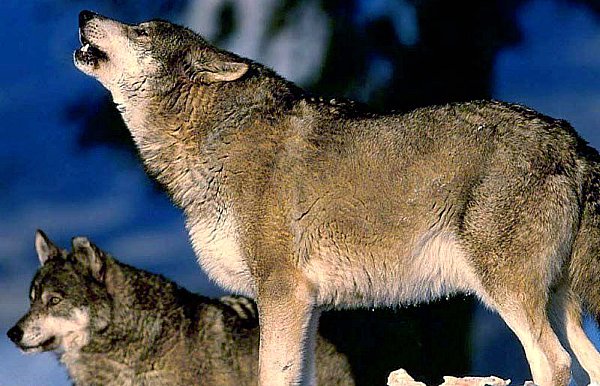 Lobezno, lobato, lobo - Animales, Naturaleza