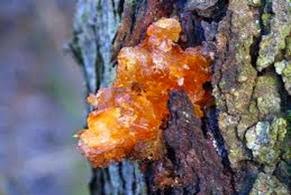 PENAWAR GOUT SEMULAJADI: Khasiat Pokok Pine Cypress