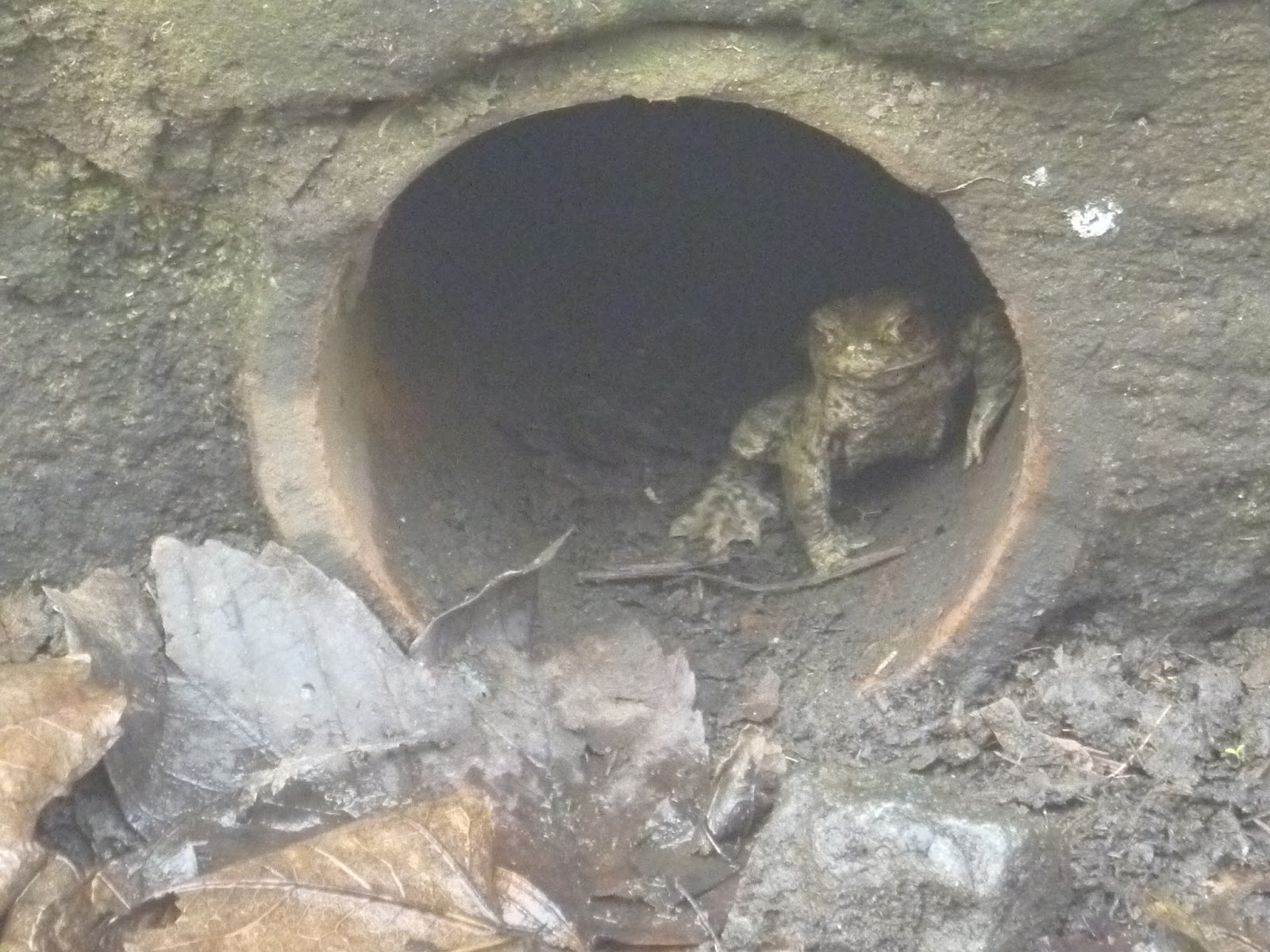 Crafty Green Poet: Toad in the Hole and a Lot of Frogs