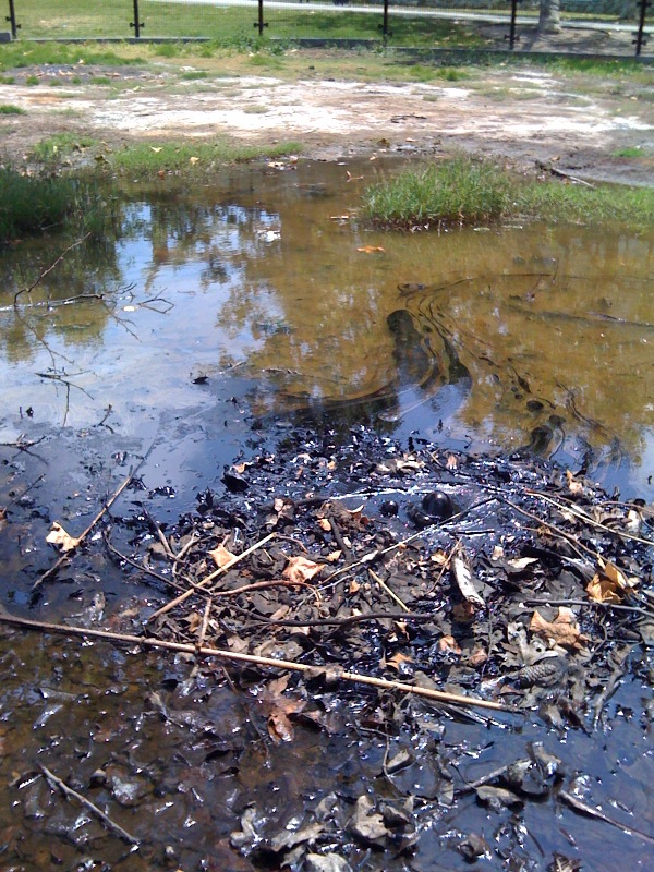 Shapiro's LA Adventure: La Brea Tar Pits