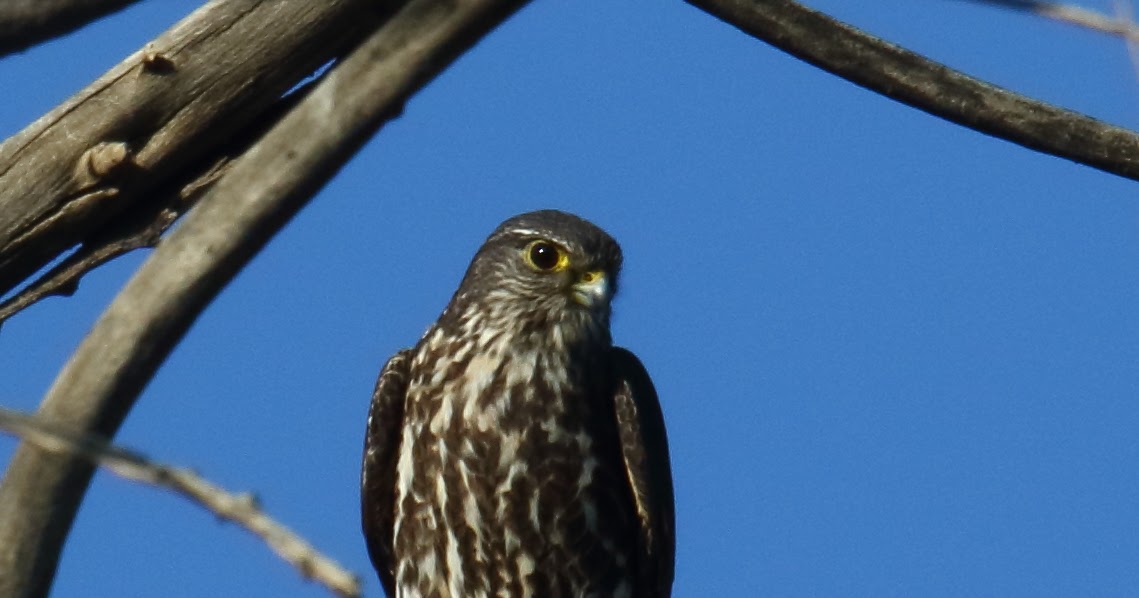 Rare bird: Black Merlin in Borrego Springs - Greg in San Diego