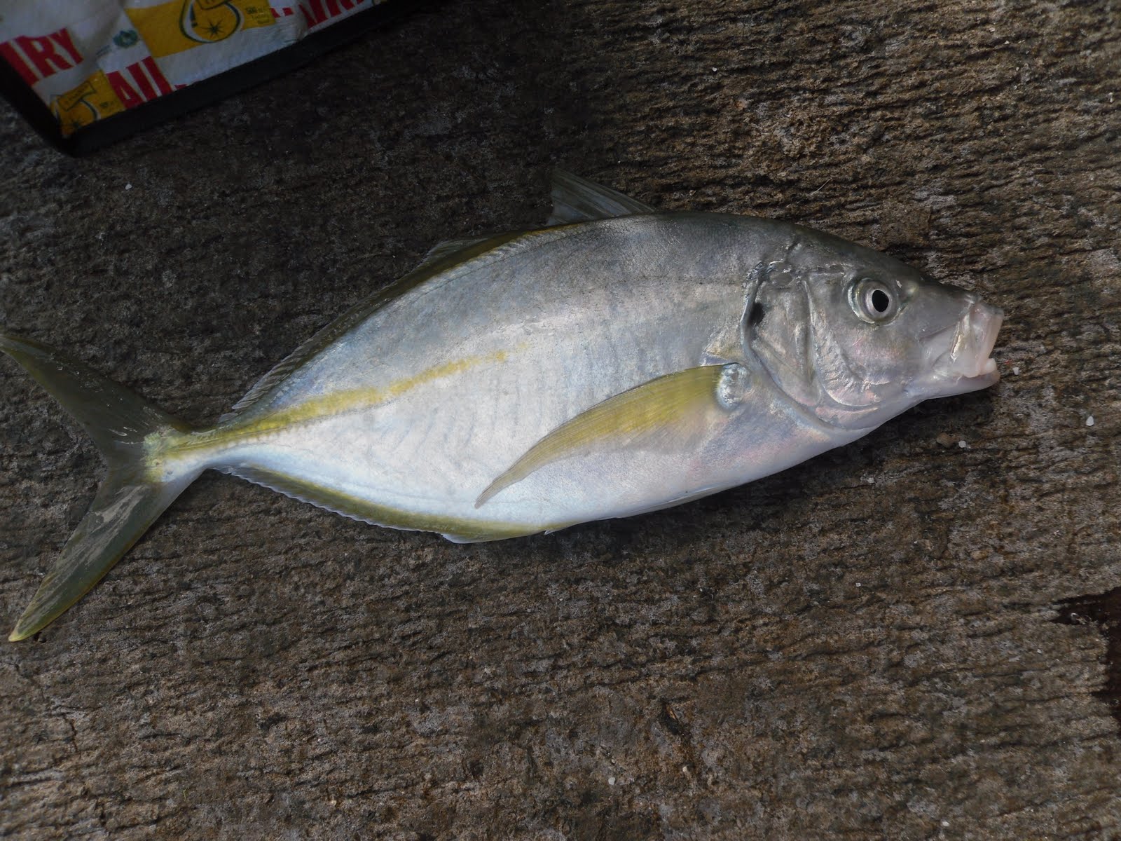 Madeira fishing report: Xareu no Caniçal