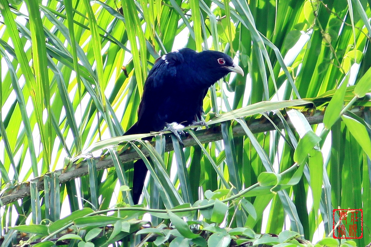 风喉佬: 蛤山行之二噪鹃Asian Koel