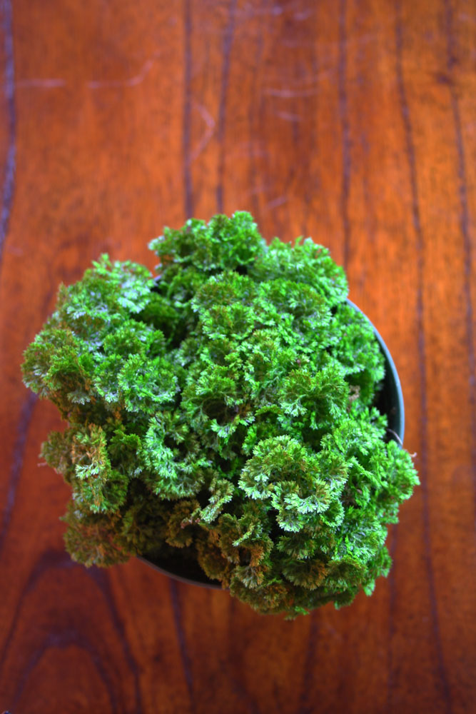 The Rainforest Garden: Six Shades of Selaginella
