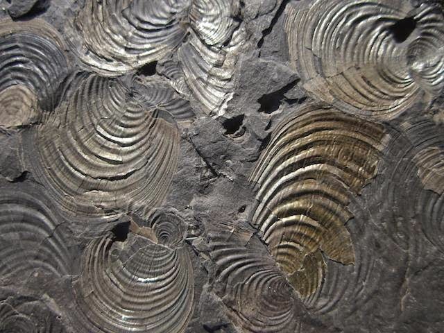 Sciency Thoughts: The reaction of marine invertebrates to global ...