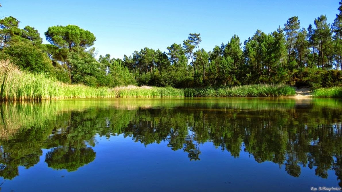 Reclusos do Montijo limpam Mata da Machada no Barreiro