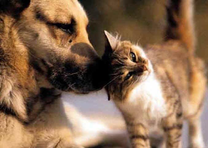 Funny Animal Pictures: Because You're My Best Friend | Amazing Creatures