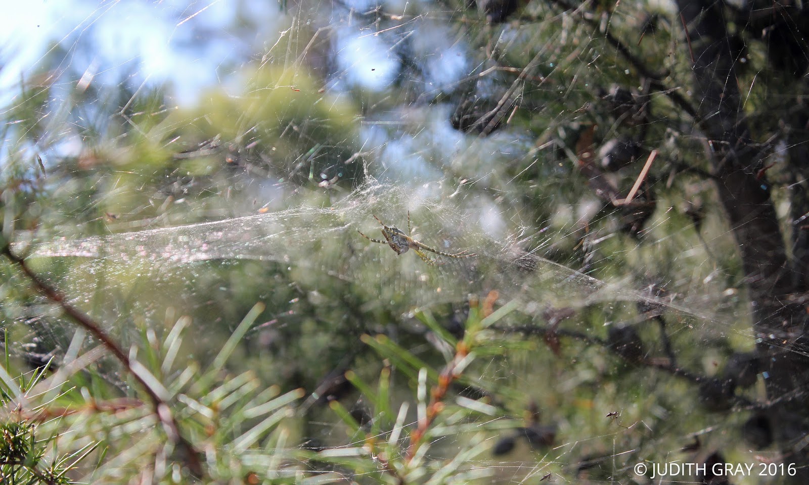 Dome Tent Spider in Web