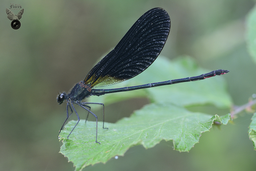 DIARIO DE UNA MIRADA: CABALLITO DEL DIABLO