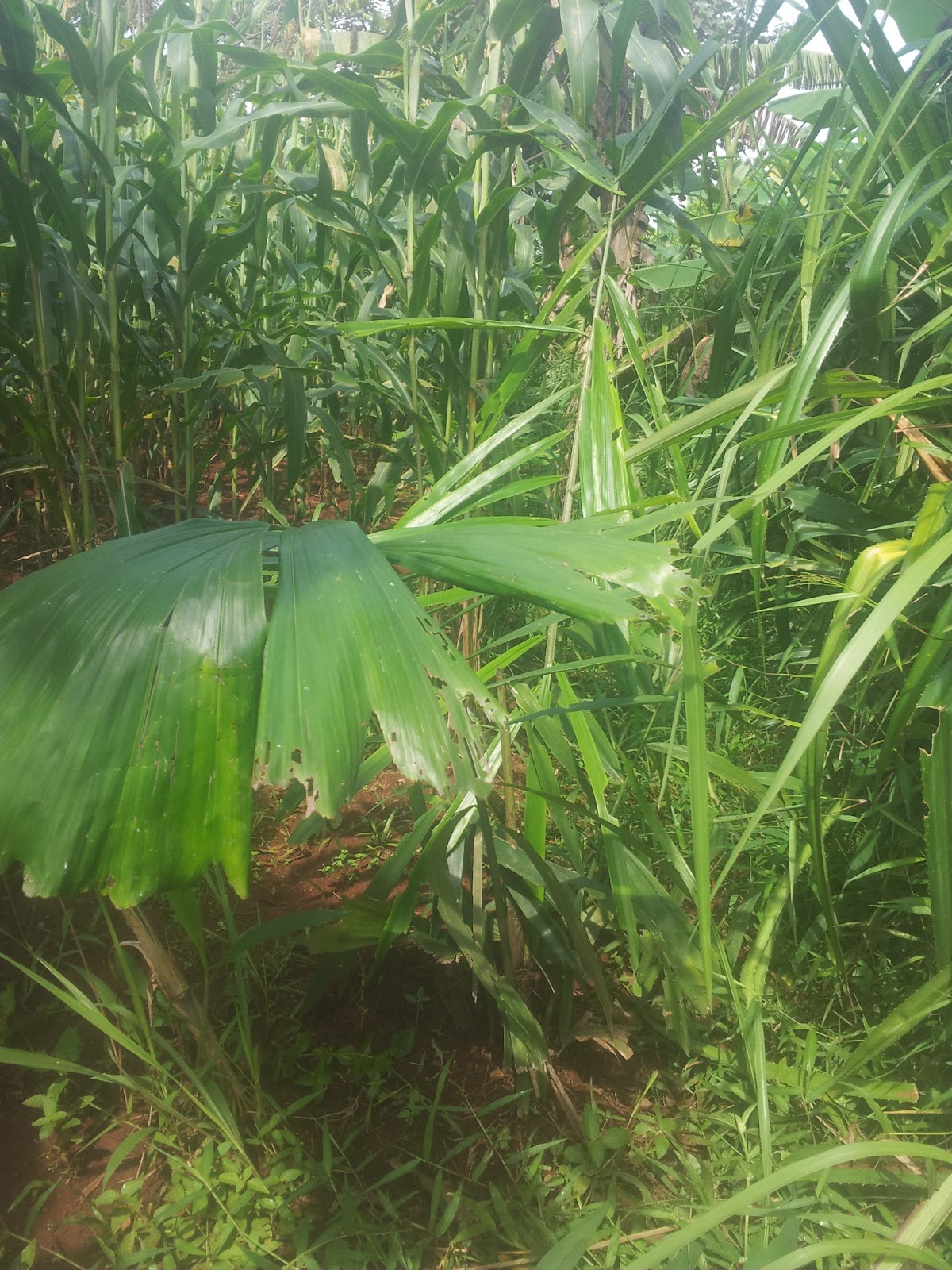 Aren, Pohon Masa Depan bersama UD KT Aren Indonesia: Aren, Pohon Masa Depan