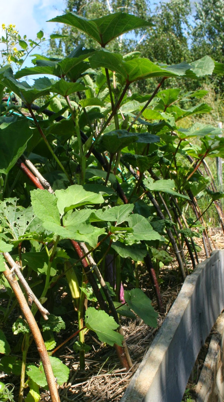 HIŠA Z VRTOM: BAMIJA ali OKRA na visoki gredi