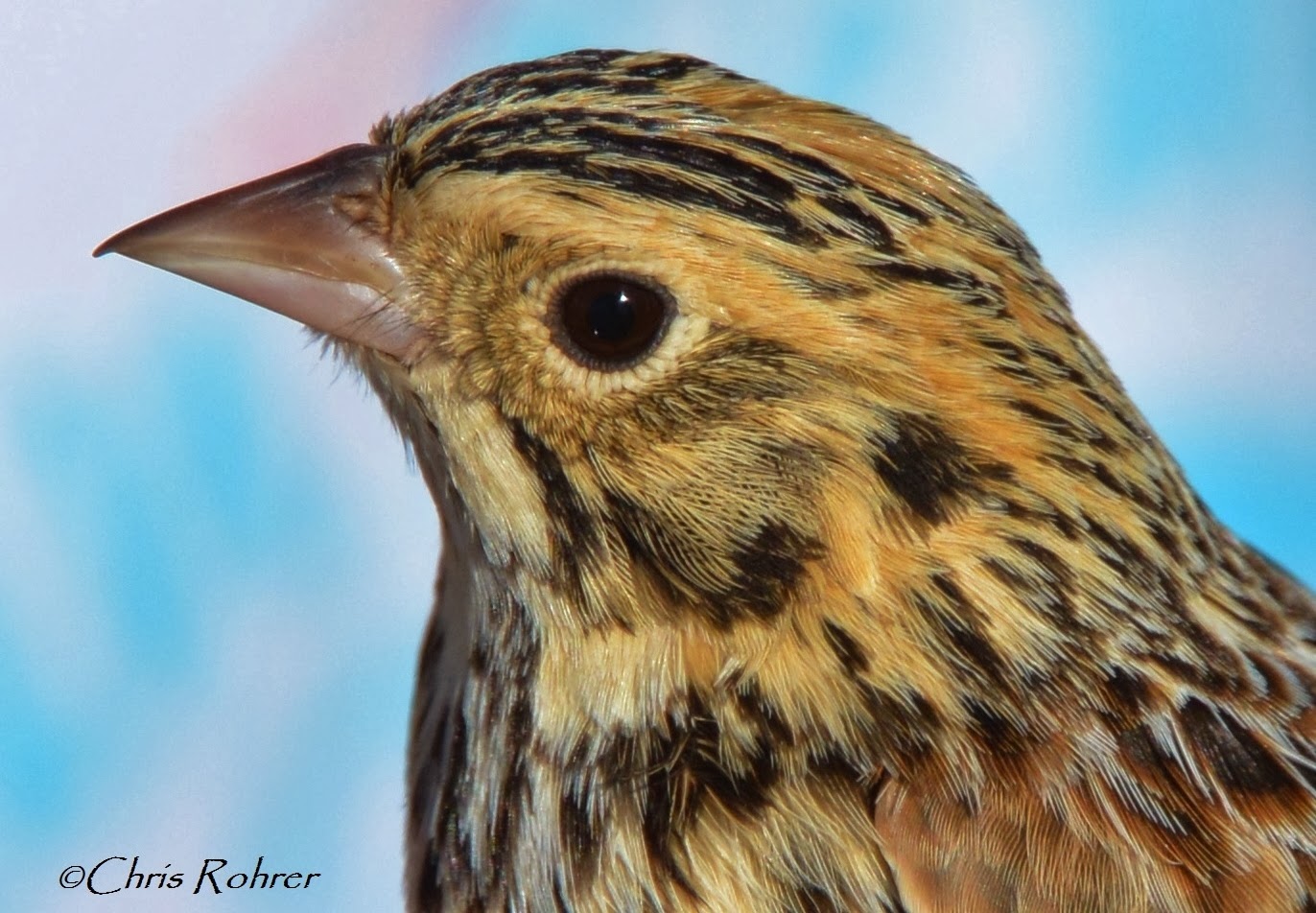 Las Aventuras: Las Aventuras: Arizona Sparrows