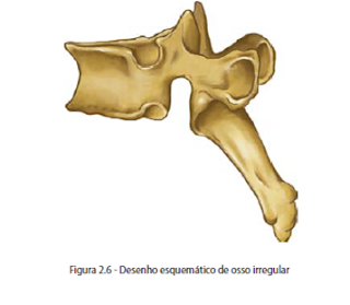 Classificação dos Ossos