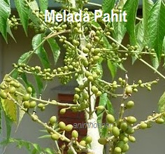 Anim Agro Technology: MELADA PAHIT - APA KHASIATNYA?