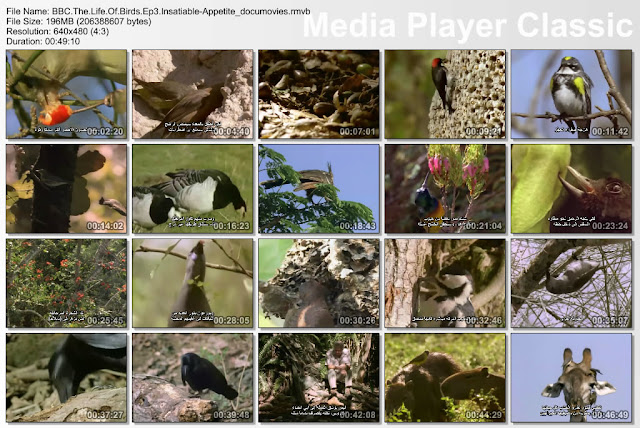 BBC - The Life of Birds ~ Store Free Download Movies