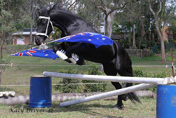 Sable Ranch Friesian Horses: Friesians...what they can do