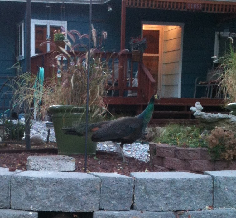 Several Gardens Farm: The phantom pea hen